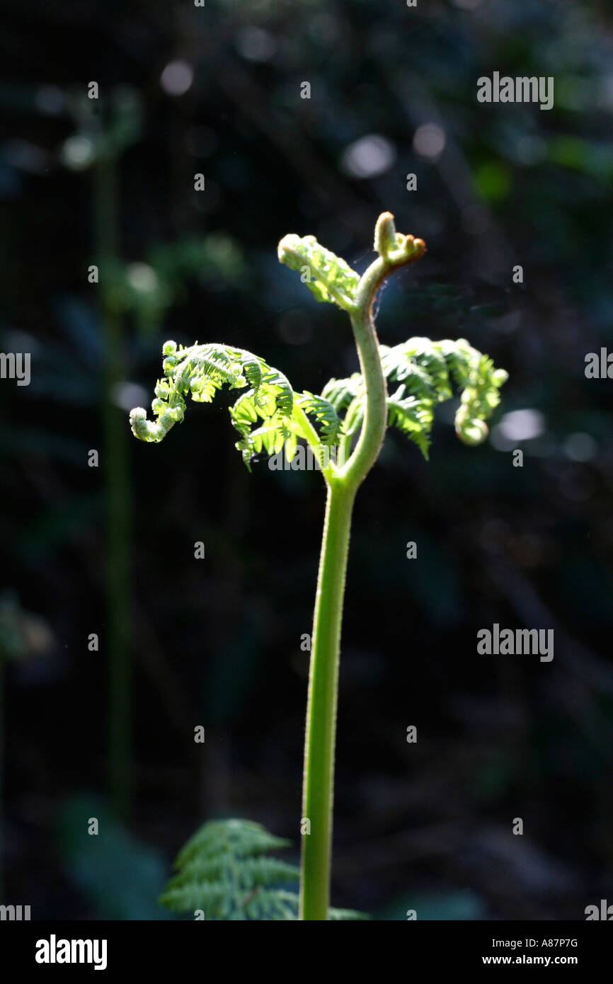 Fern leaf uncurl hi-res stock photography and images - Alamy