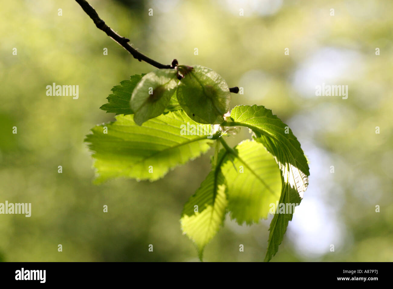 Close-up of young hazel leaves. Filbert corylus avellana Stock Photo ...