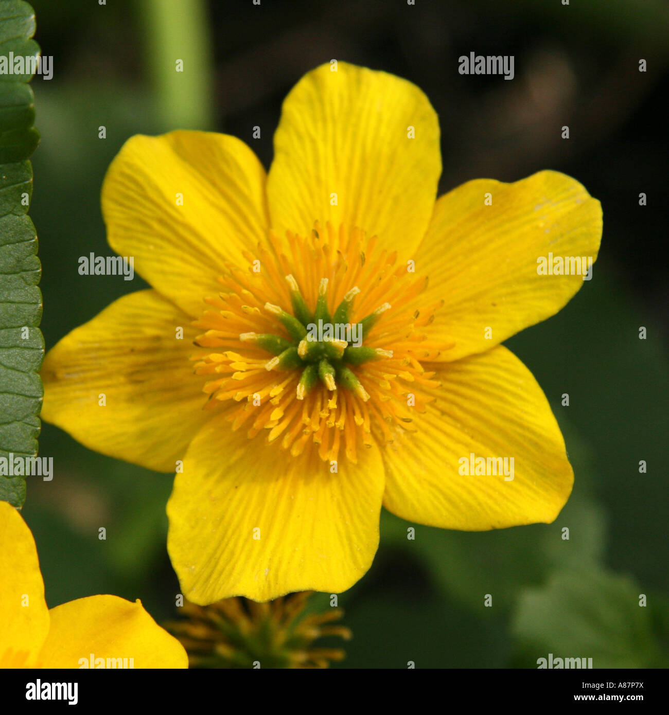 Close-up of a Marsh Marigold flower Caltha Palustris Stock Photo - Alamy