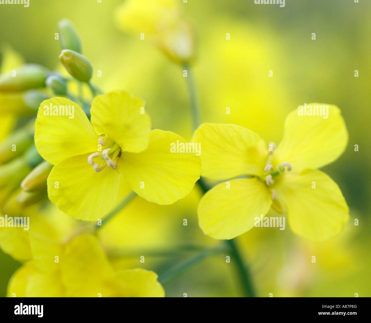 Close-up of oilseed rape flower Stock Photo - Alamy
