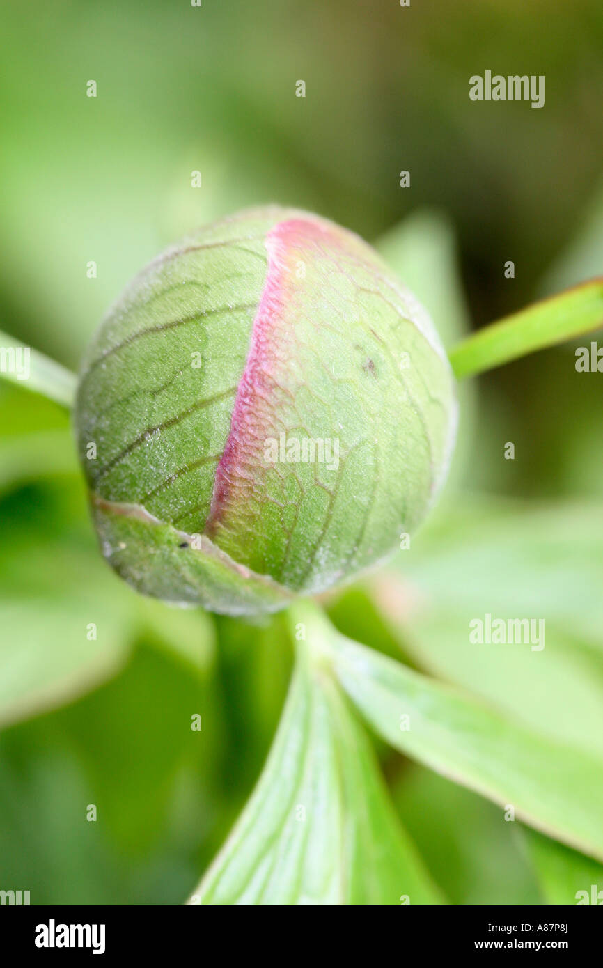 Peonies budding hi-res stock photography and images - Alamy