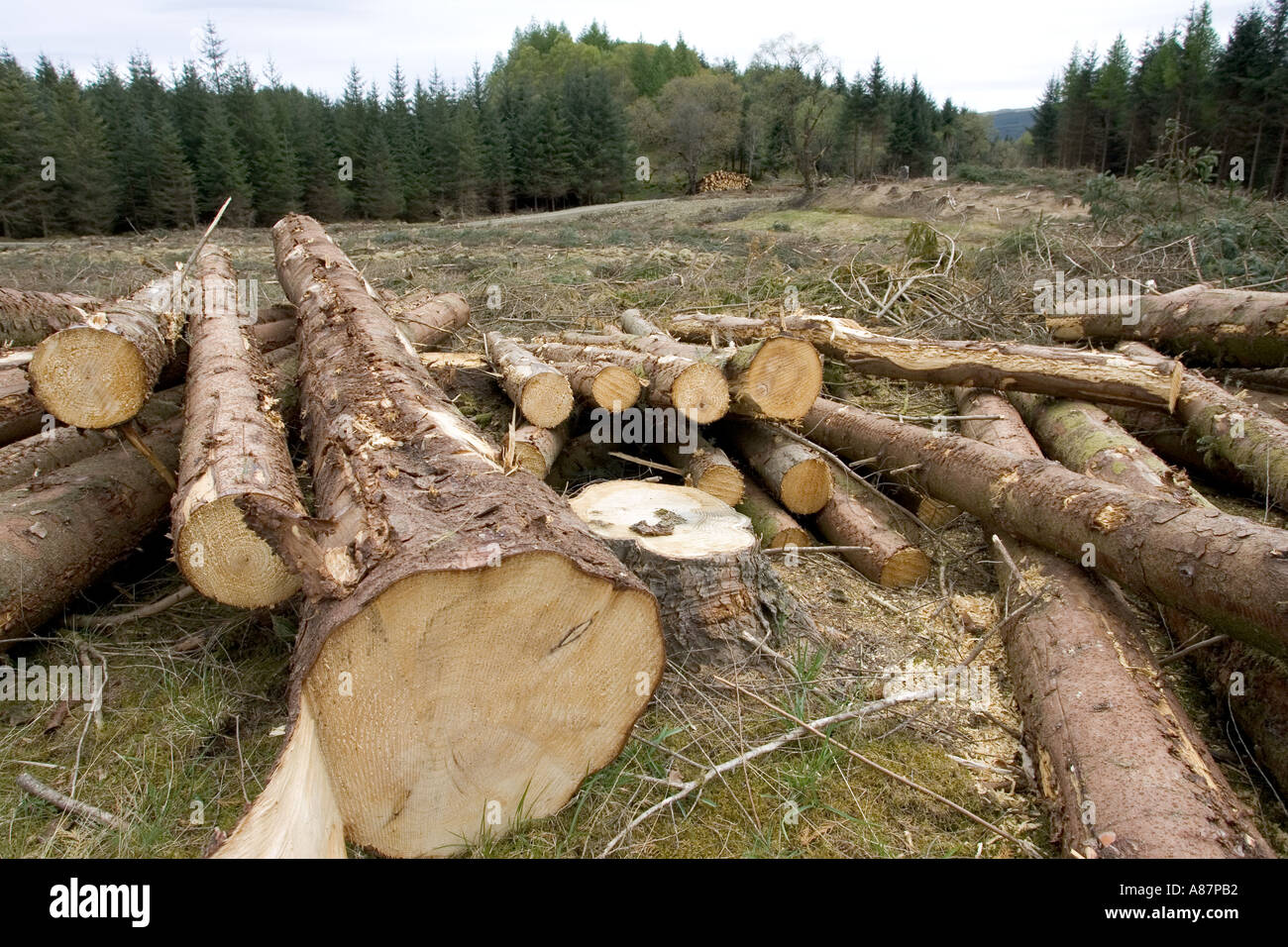 Pine logs stacked ready for transportation Logging and forestry ...