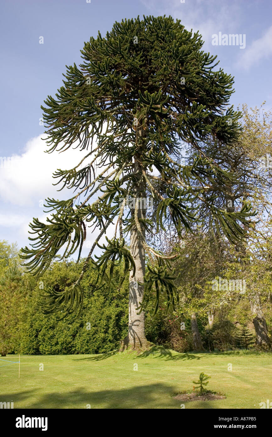 Monkey Puzzle trees large and small Araucaria araucana Dunvegan castle ...