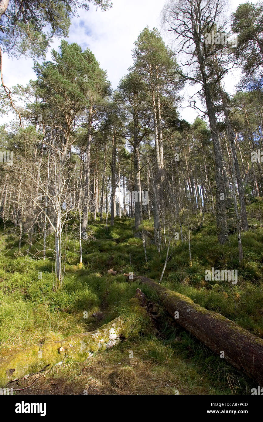 Old pine and birch forest with understorey of mosses near Kingussie ...