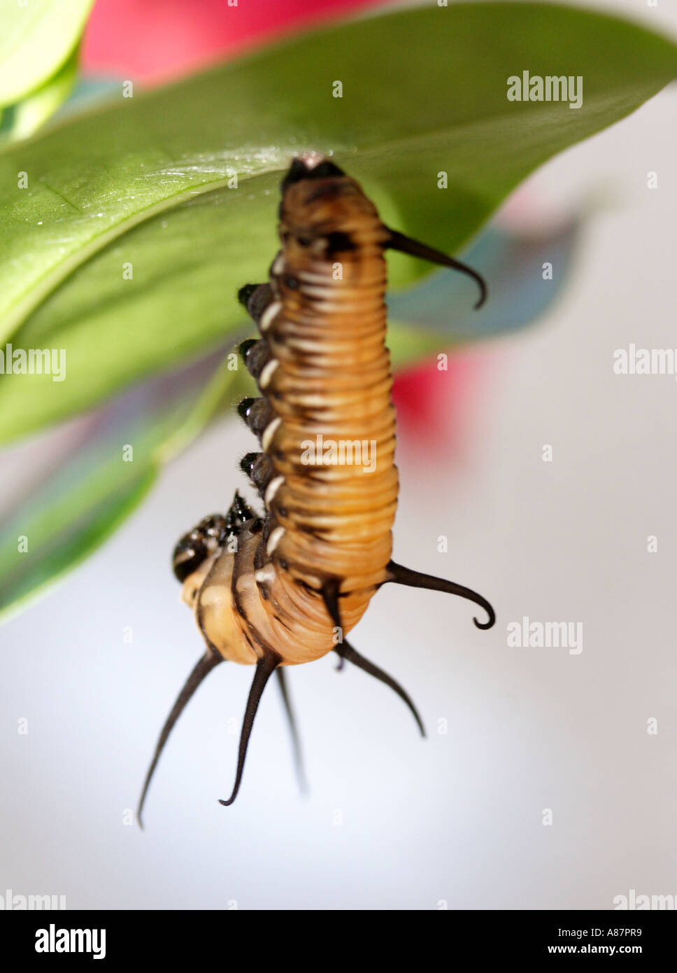 Evolving butterfly hi-res stock photography and images - Alamy