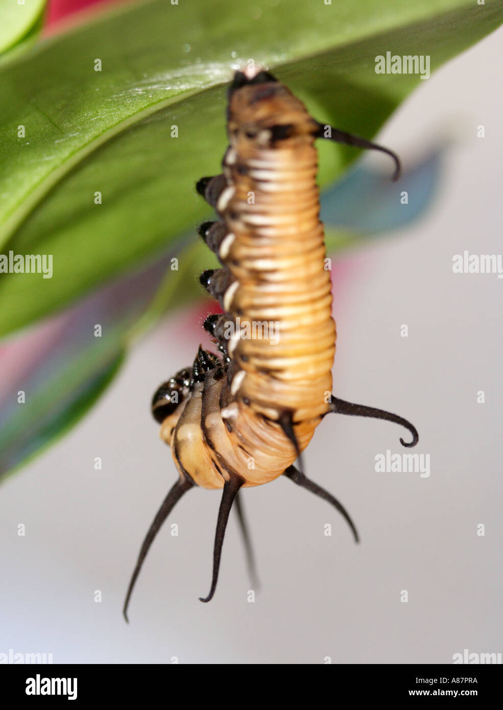 Transforming Into A Butterfly High Resolution Stock Photography and ...