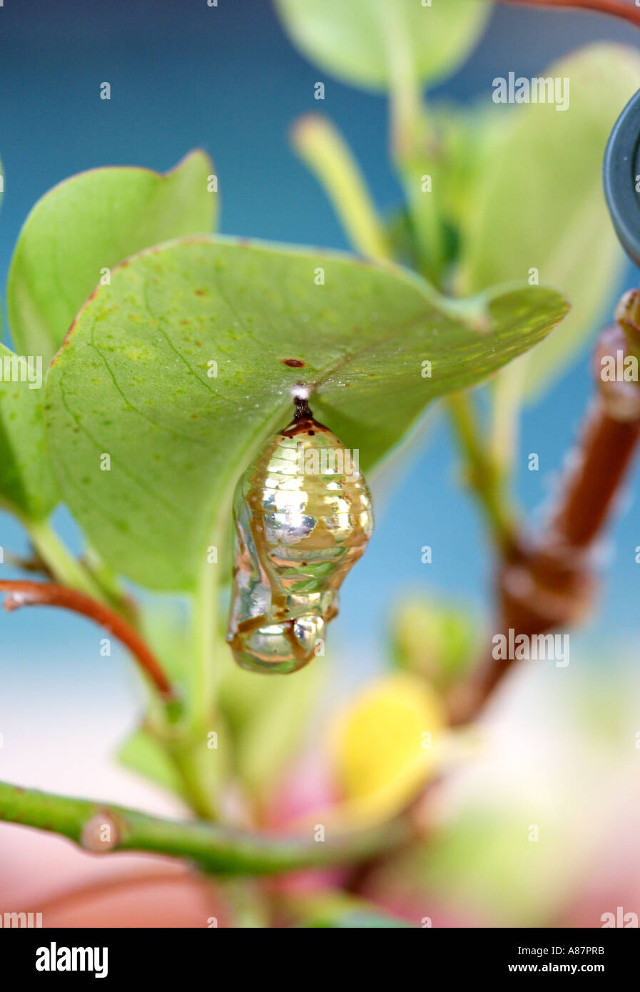 Crysalis hi-res stock photography and images - Alamy