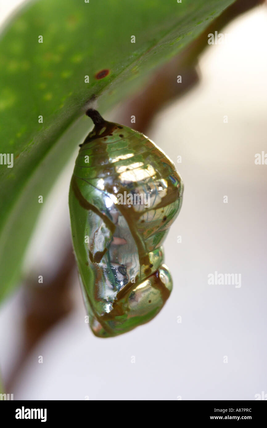 Crysalis hi-res stock photography and images - Alamy