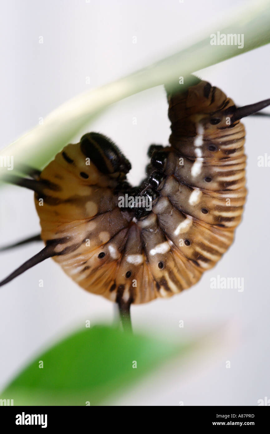 Caterpillar transforming butterfly hi-res stock photography and images ...