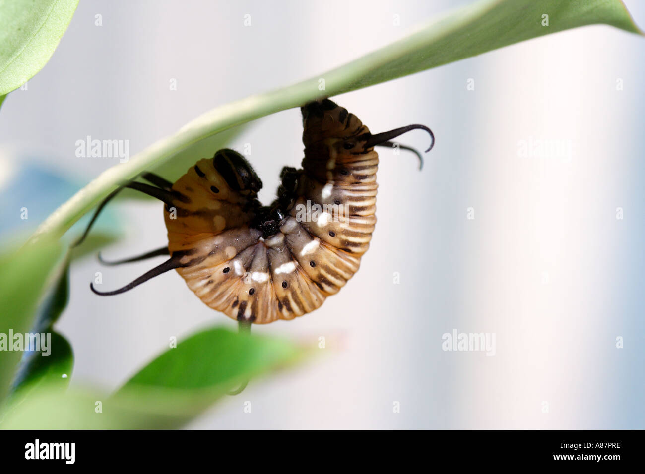 THE PUPAE OF A COMMON CROW BUTTERFLY BAPDA6704 Stock Photo - Alamy