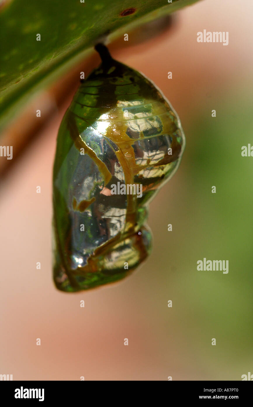 Crysalis hi-res stock photography and images - Alamy