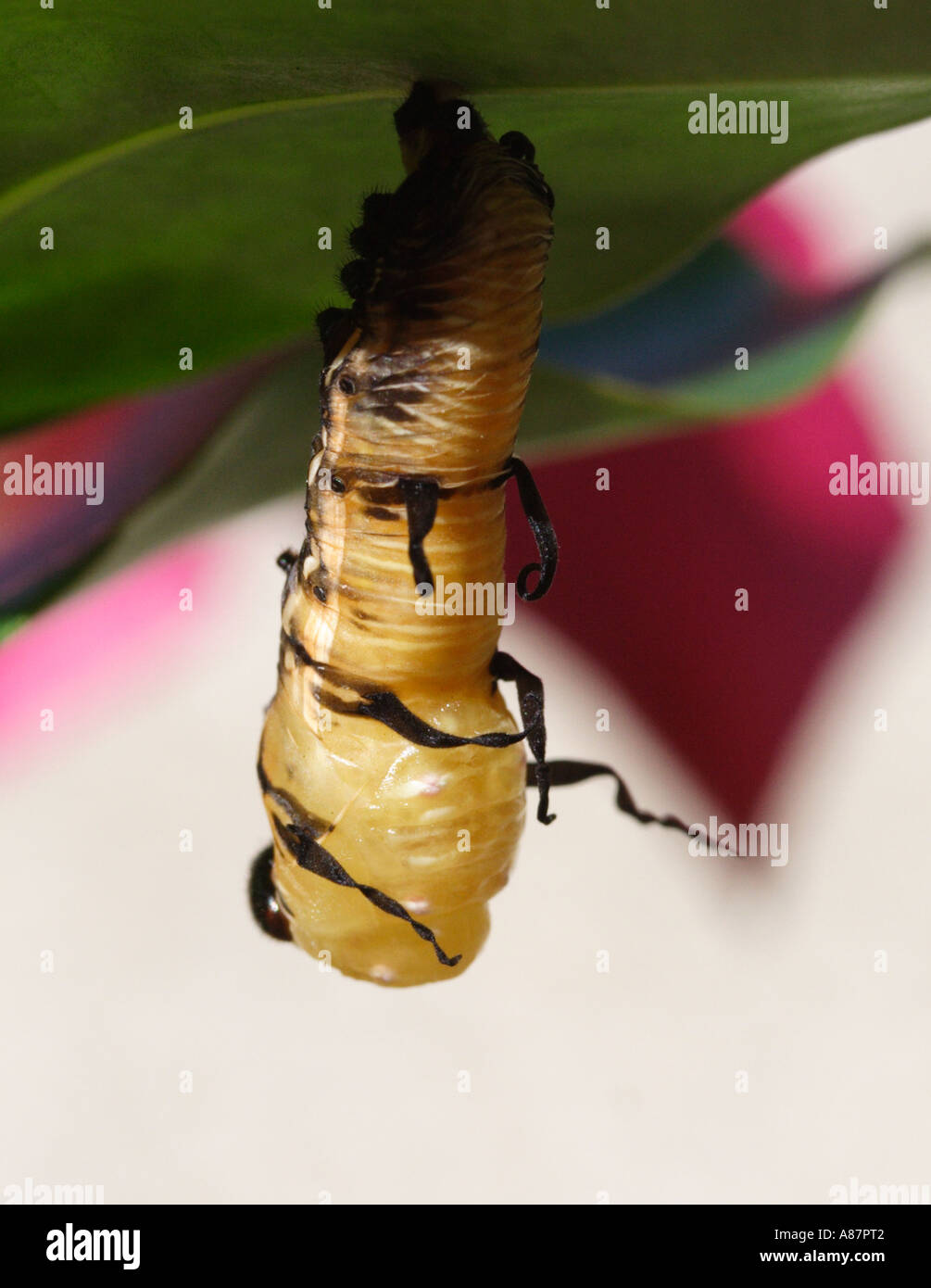 THE PUPAE OF A COMMON CROW BUTTERFLY BAPDA6706 Stock Photo - Alamy