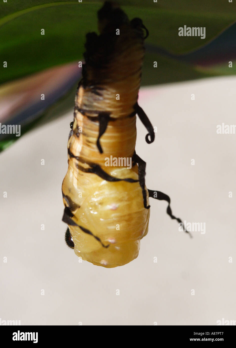 Evolving butterfly hi-res stock photography and images - Alamy