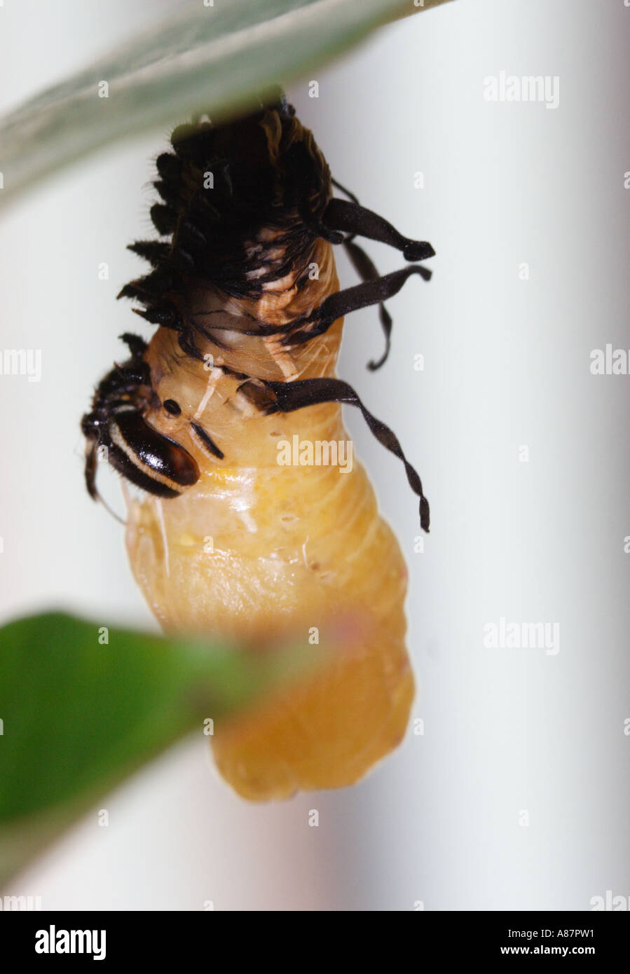 THE PUPAE OF A COMMON CROW BUTTERFLY BAPDA6714 Stock Photo - Alamy
