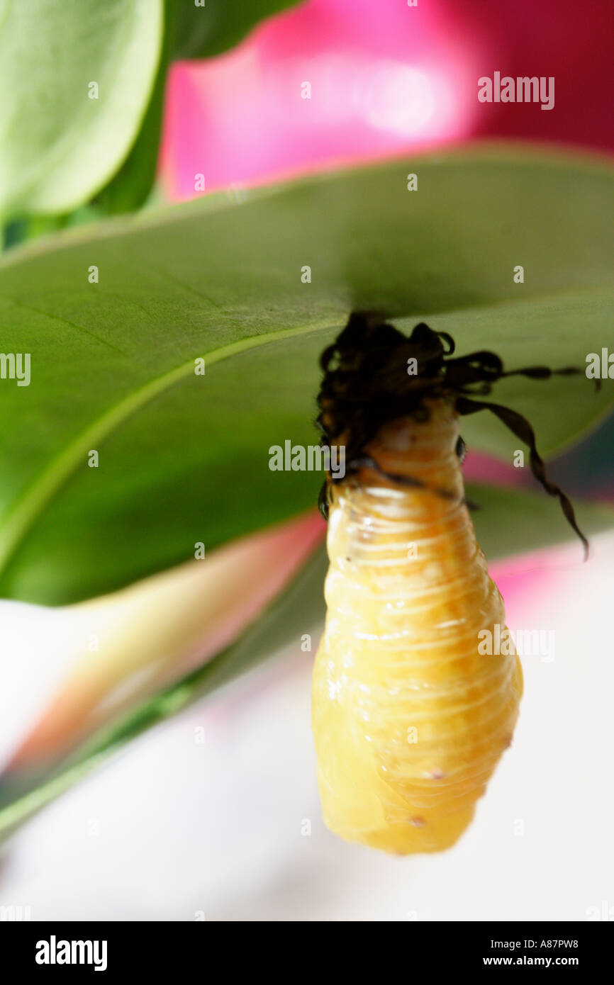 THE PUPAE OF A COMMON CROW BUTTERFLY BAPDA6719 Stock Photo - Alamy
