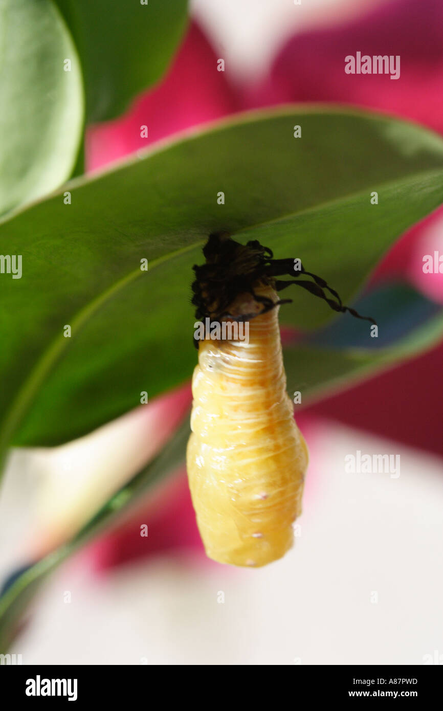 THE PUPAE OF A COMMON CROW BUTTERFLY BAPDA6720 Stock Photo - Alamy