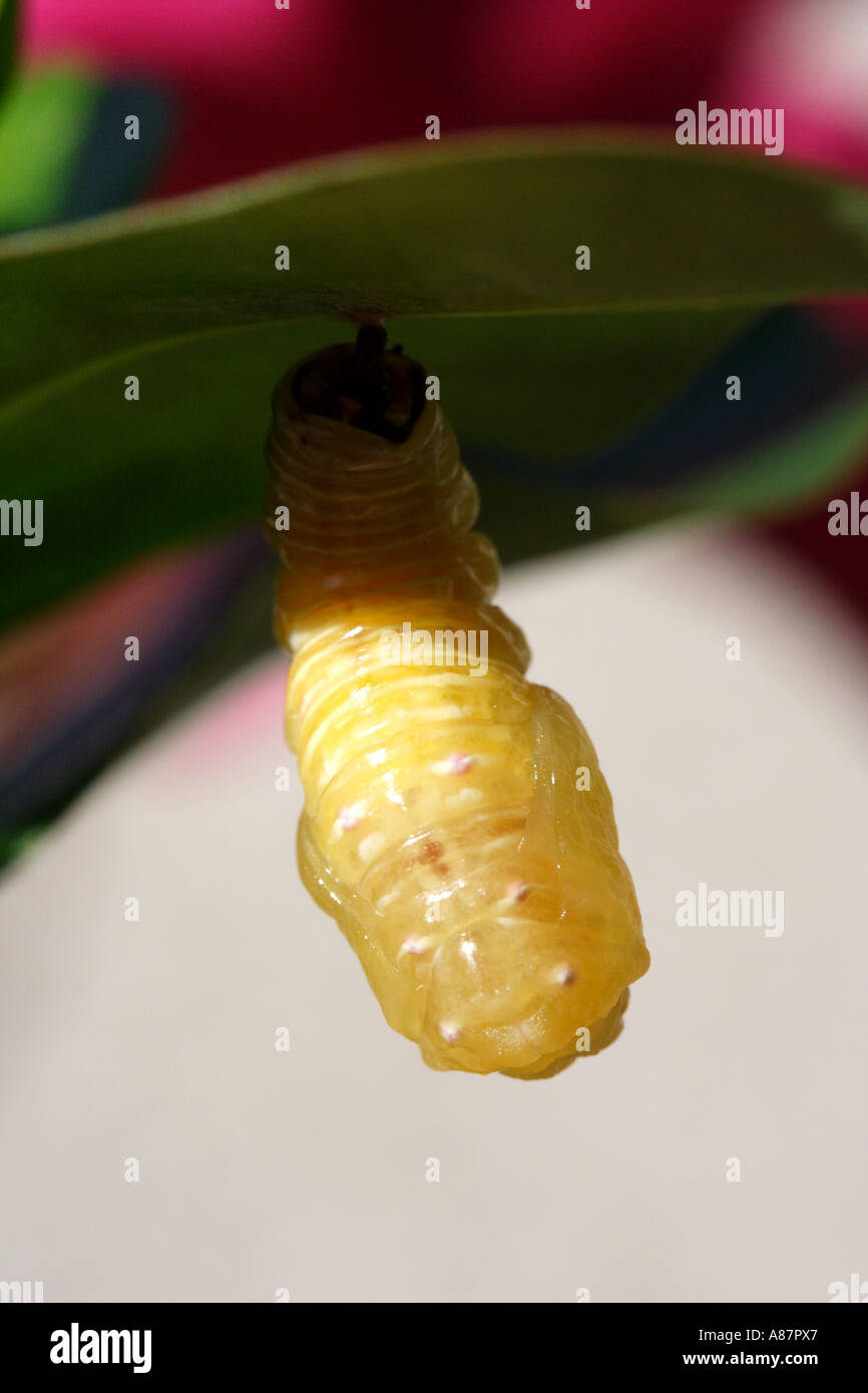THE PUPAE OF A COMMON CROW BUTTERFLY BAPDA6722 Stock Photo - Alamy