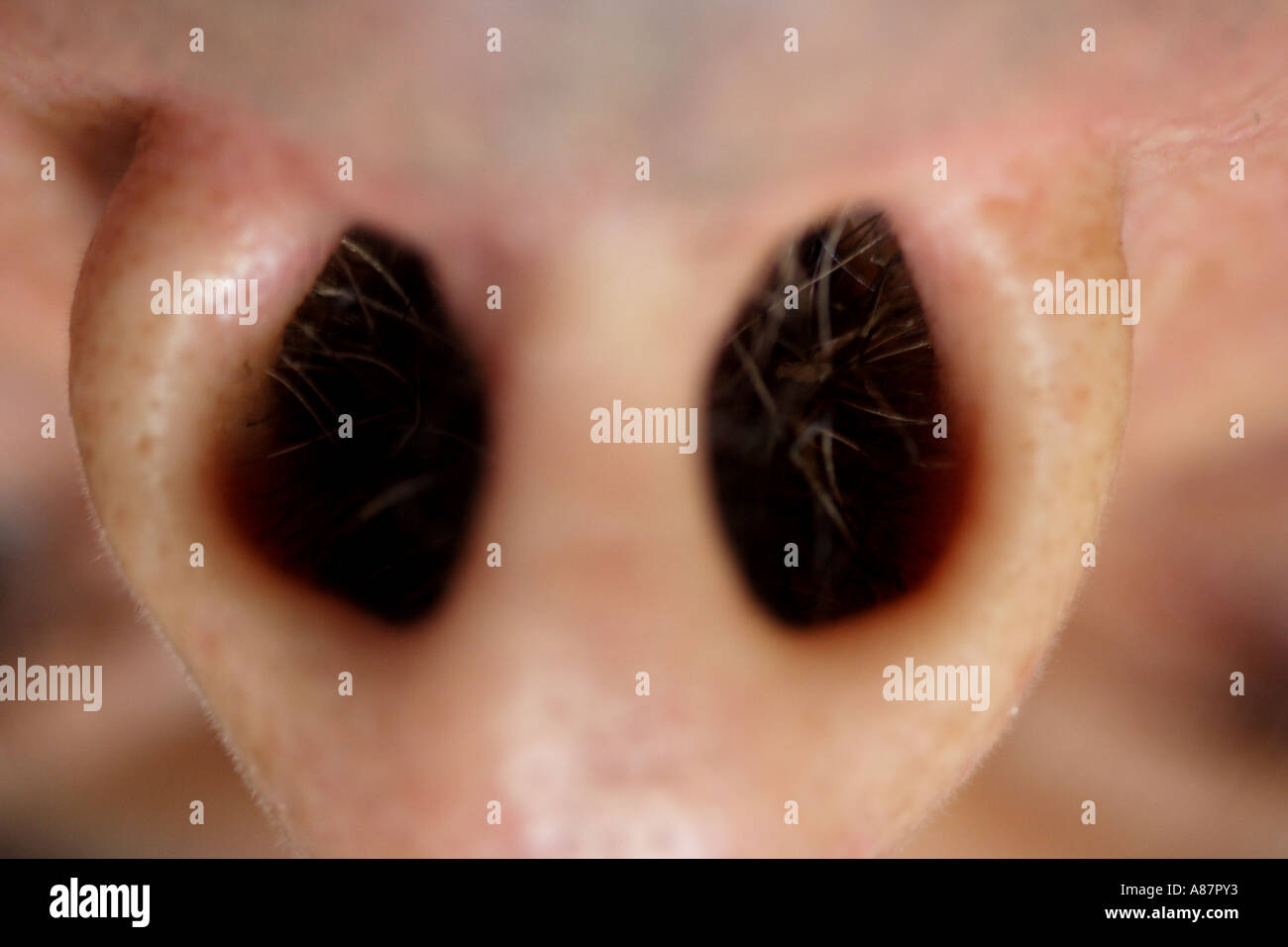 Nasal nose hairs hi-res stock photography and images - Alamy