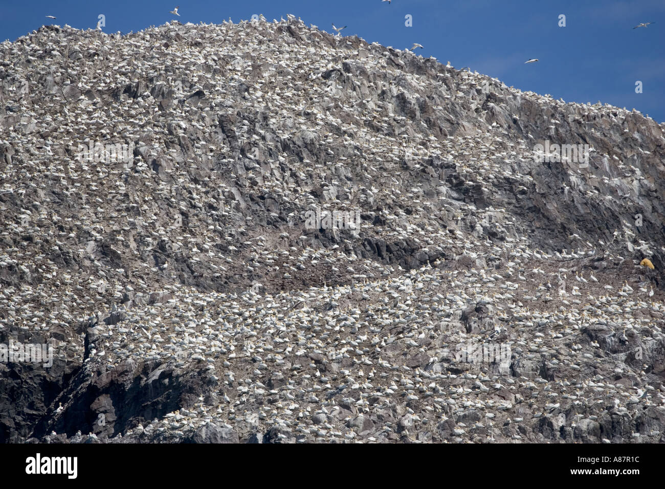The gannet colony of bass rock hi-res stock photography and images - Alamy