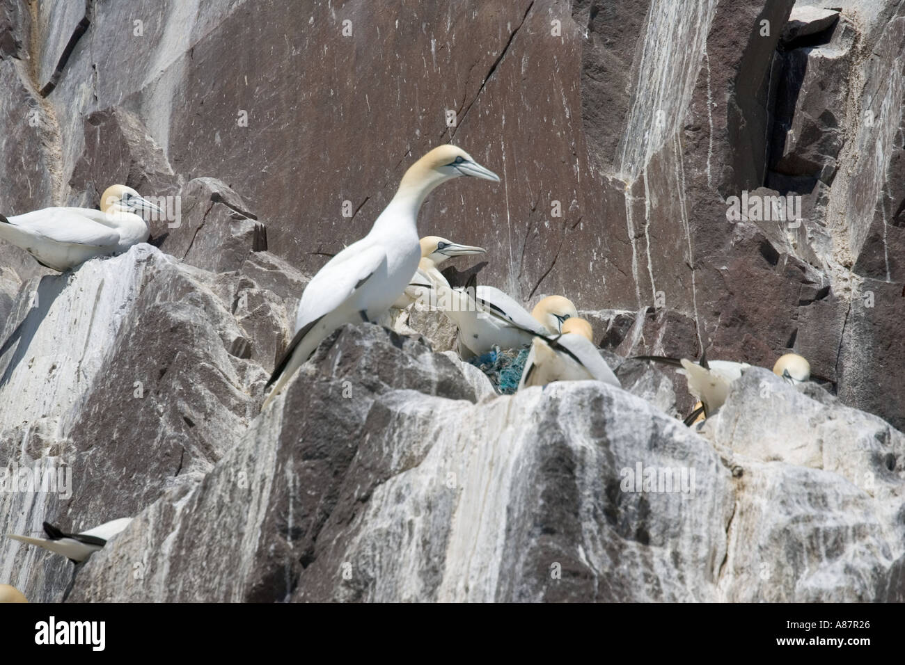Gannet colony on Bass Rock North Berwick Scotland Stock Photo - Alamy