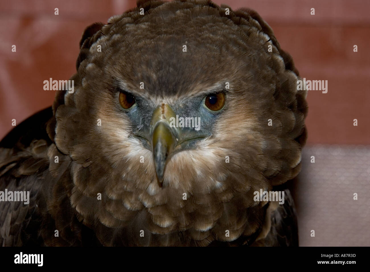 Head of Bataleur eagle Terathopius ecaudatus Bird of Prey Centre ...