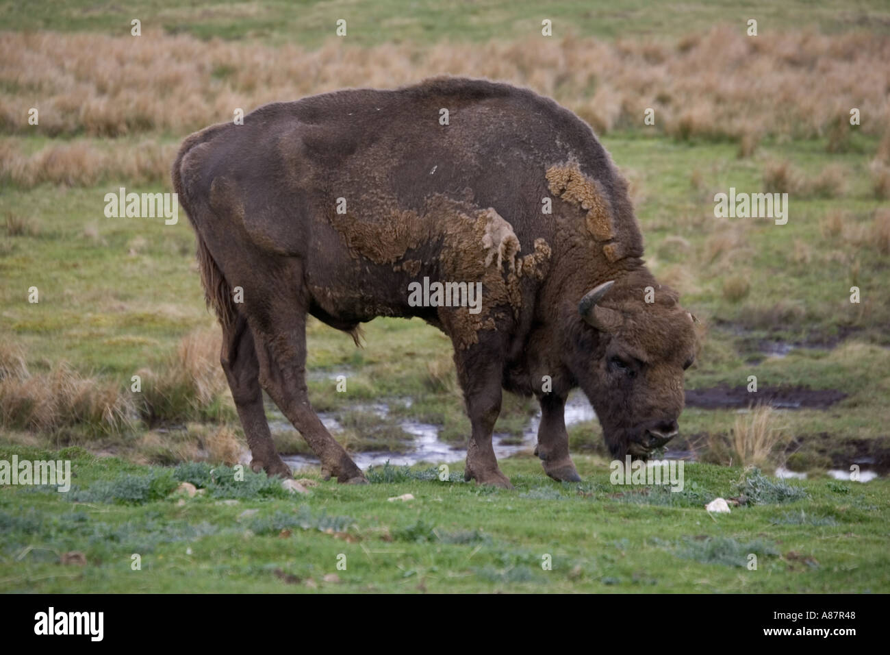 European bison or wisent Bison bonasus Highland Wildlife Park Scotland ...