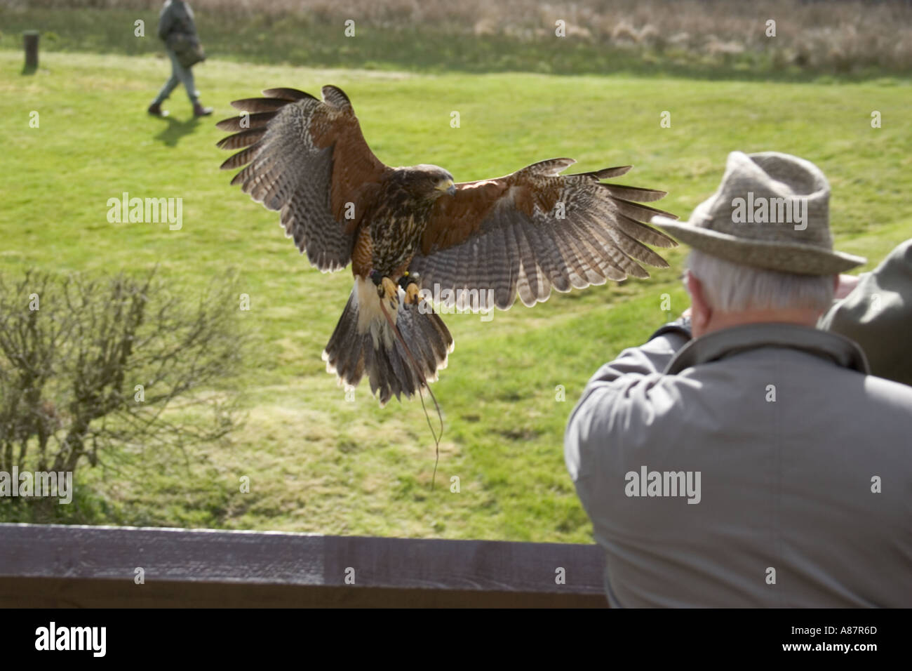 Falconer flying Harris hawk Parabuteo unicinctus Bird of Prey Centre ...