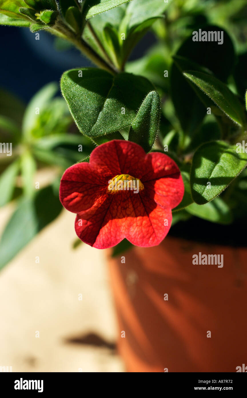 Beautiful red million bells flower hi-res stock photography and images ...