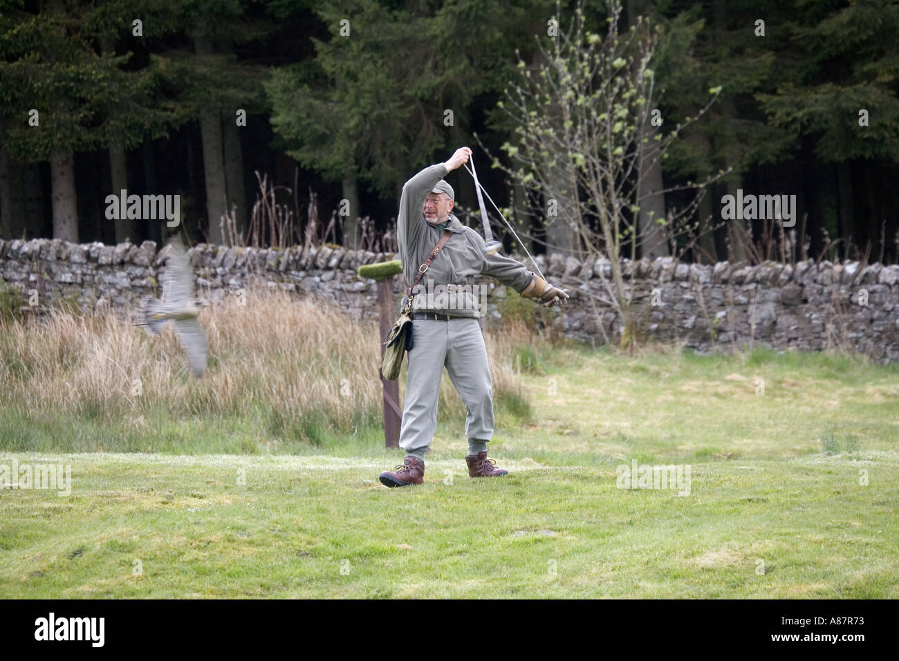 Handler flying falcon hi-res stock photography and images - Alamy