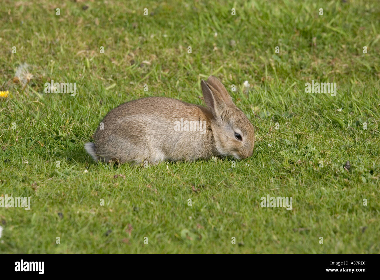 European rabbit grazing in sand dunes Lepus cuniculus North Berwick ...