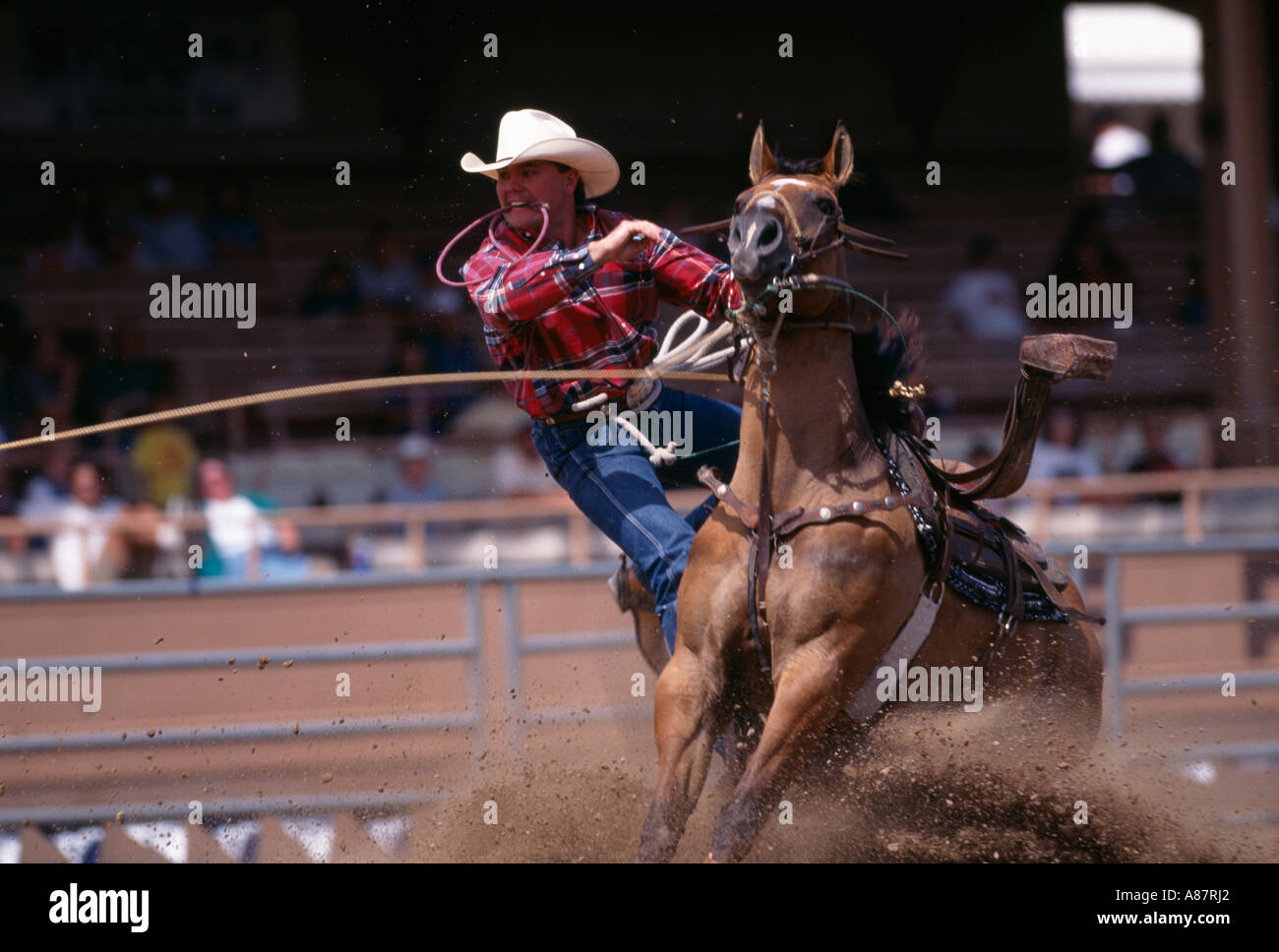 A cowboy and horse competing in a calf roping competition at Pikes Peak ...