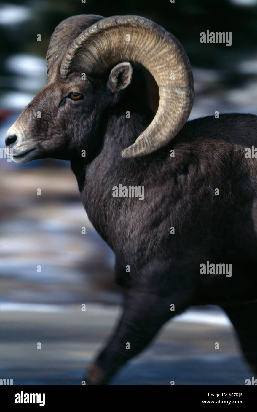 Ram portrait profile hi-res stock photography and images - Alamy