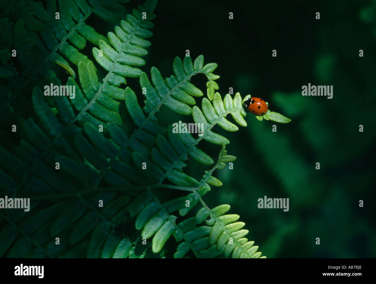 Morning light shines on a lady bug resting on a green fern in the ...
