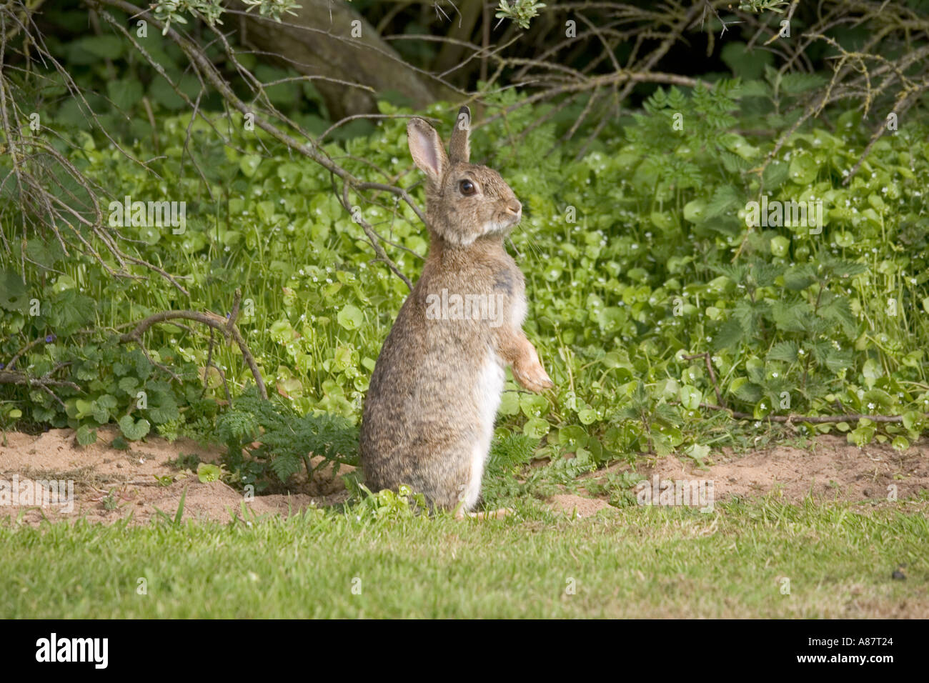 European rabbit standing upright on hind legs Lepus cuniculus North ...