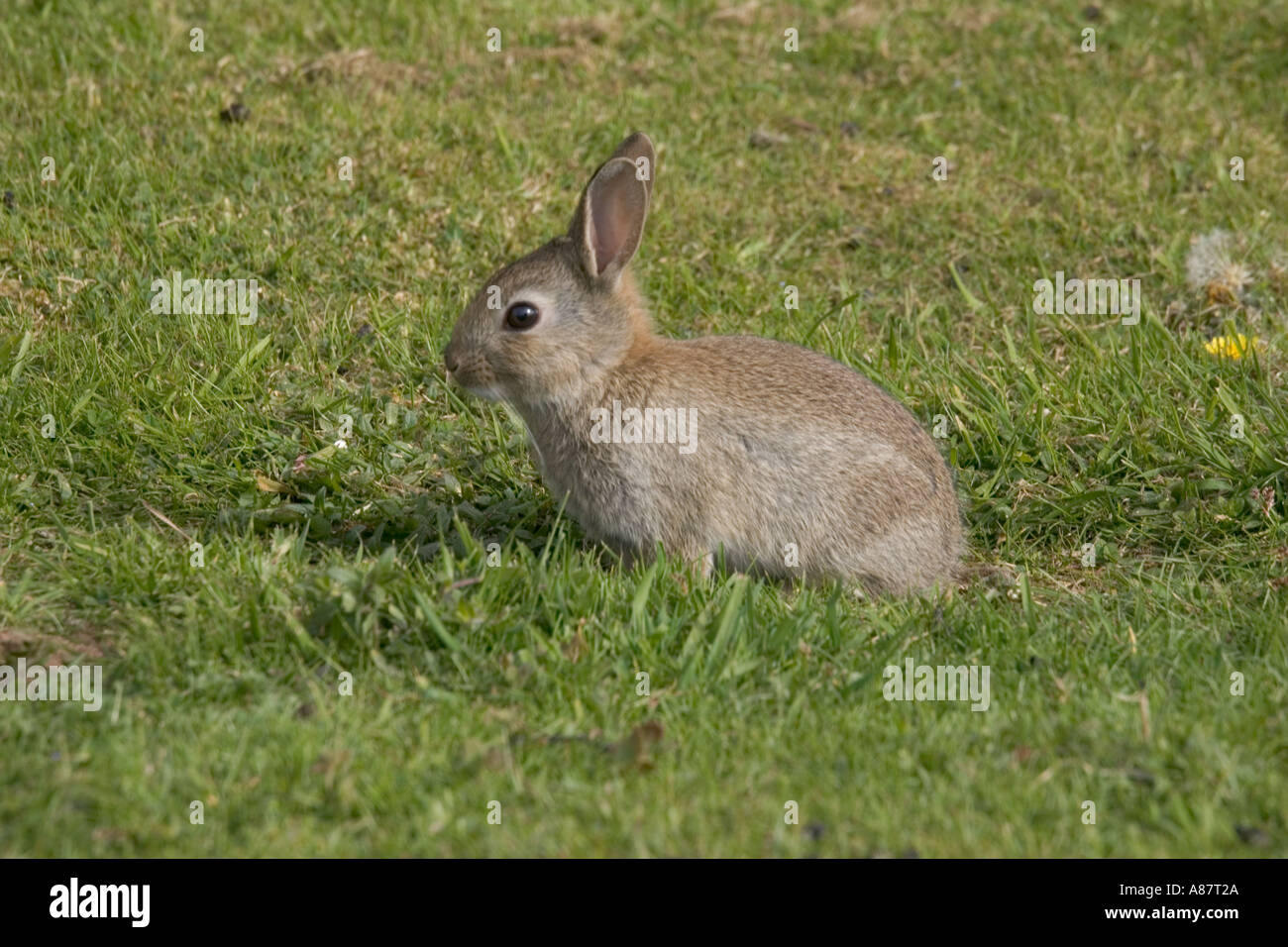 European rabbit in sand dunes Lepus cuniculus North Berwick Scotland ...