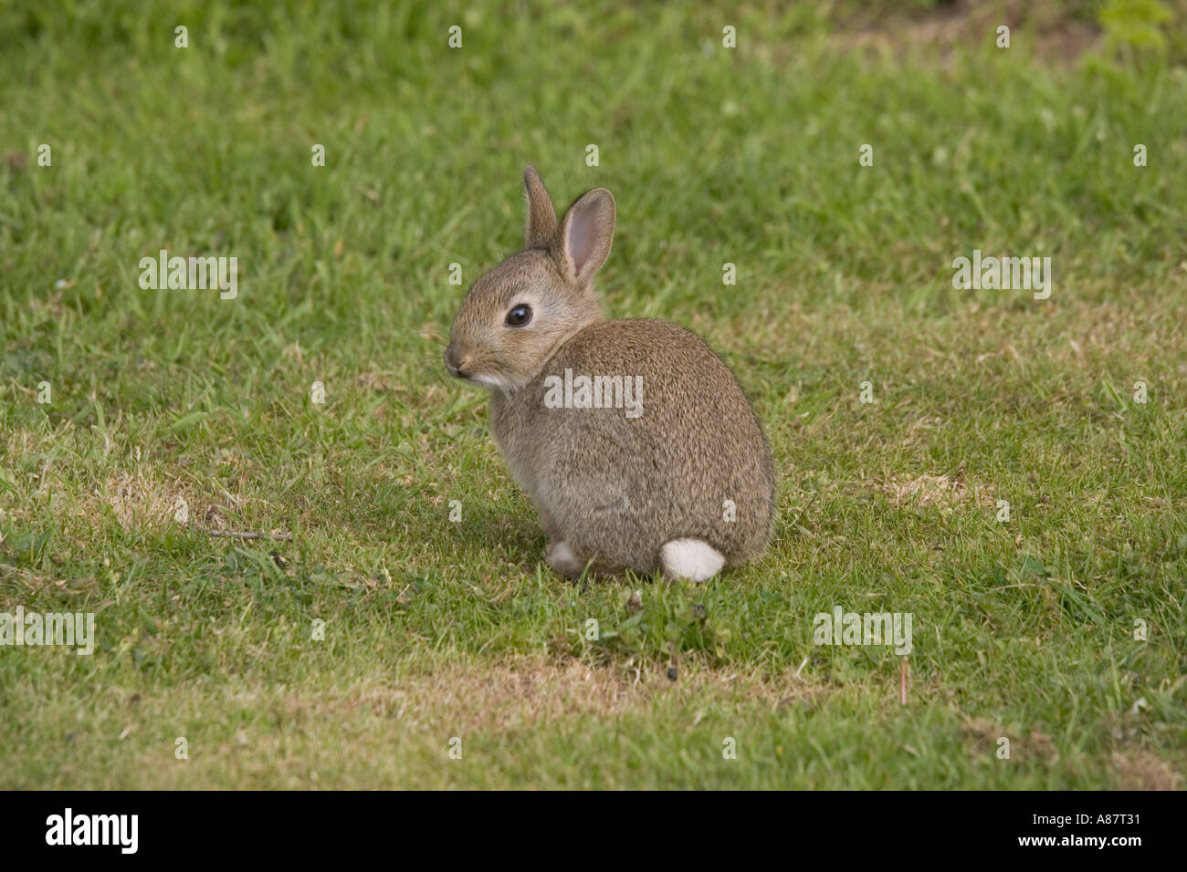Young European rabbit in sand dunes Lepus cuniculus North Berwick ...