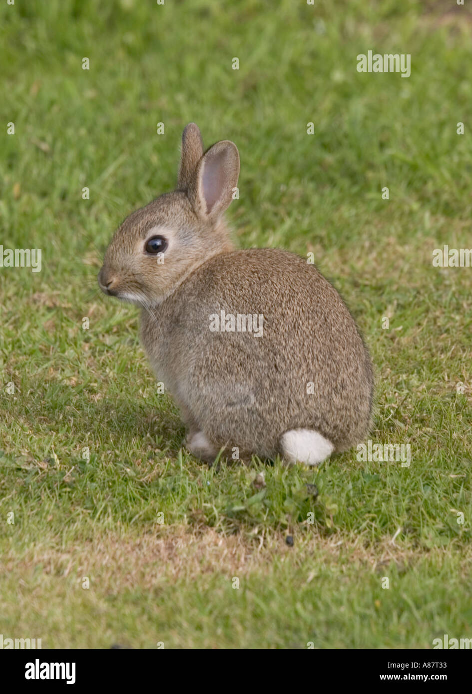 Rabbit sand dunes uk hi-res stock photography and images - Alamy