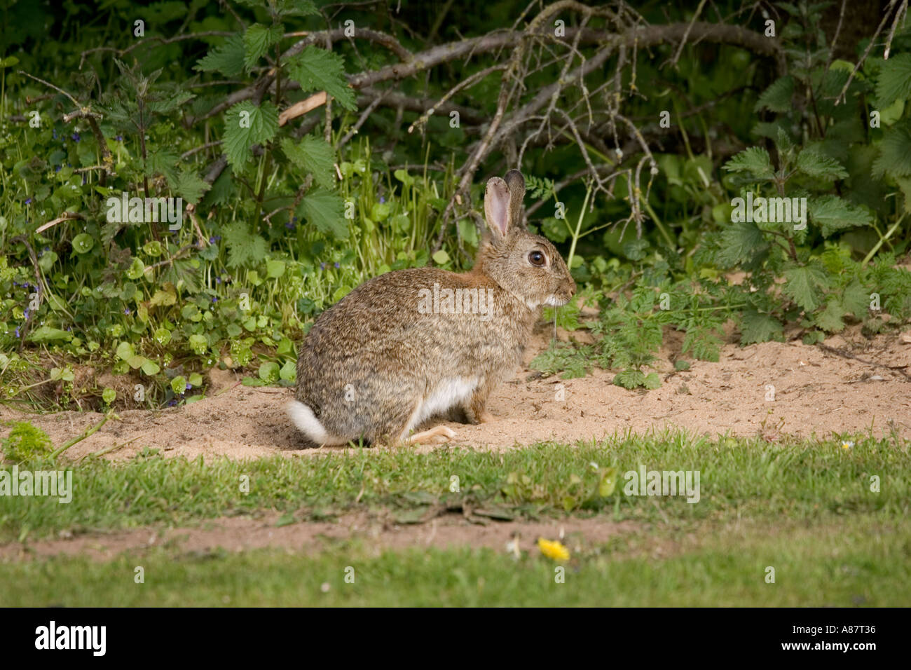 European rabbit in sand dunes Lepus cuniculus North Berwick Scotland ...