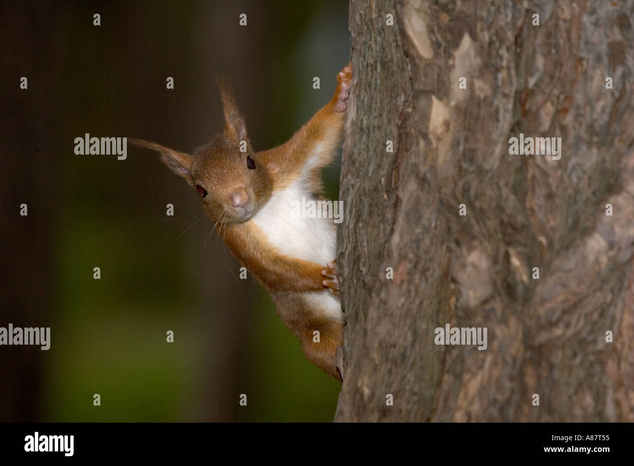 Peering Around Tree High Resolution Stock Photography and Images - Alamy