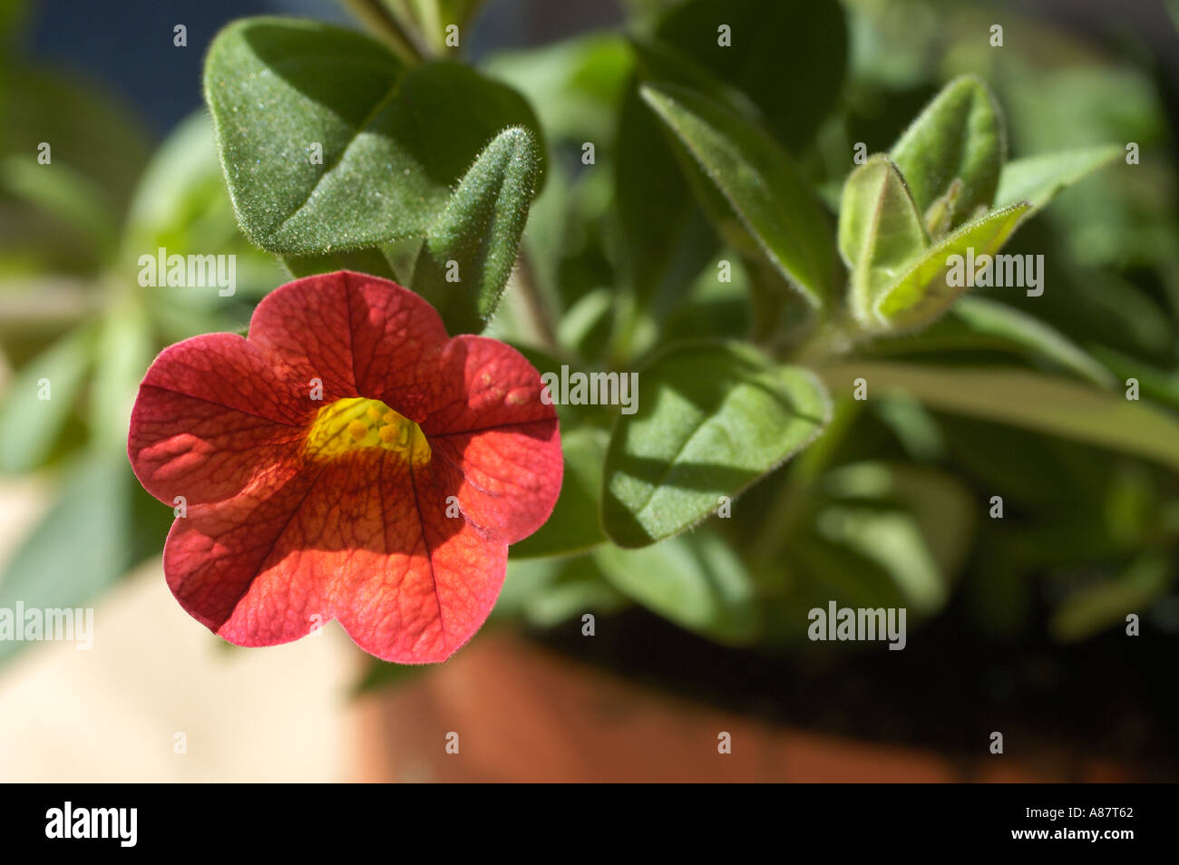 Petunia million bells hi-res stock photography and images - Alamy