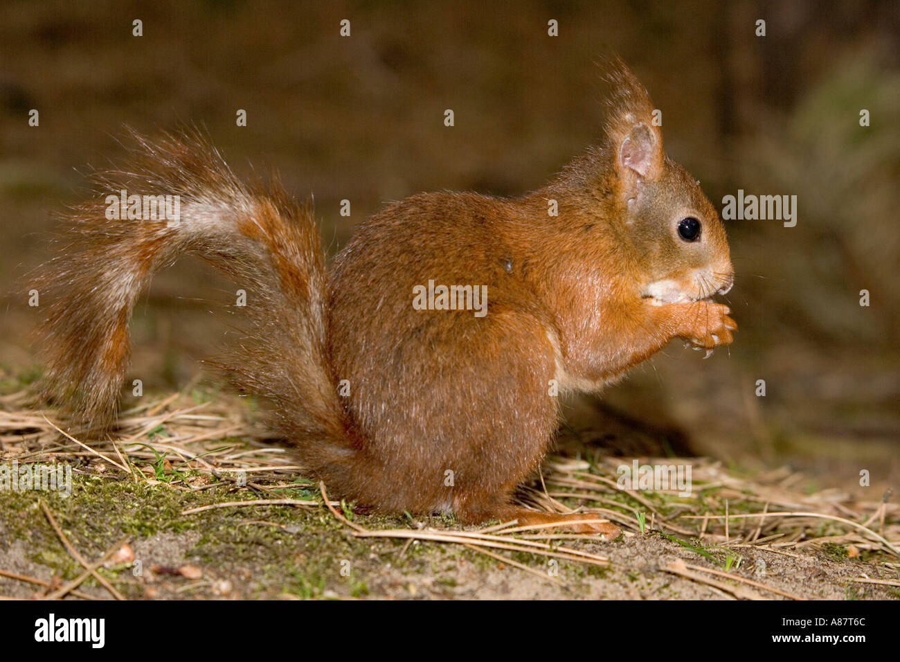 European red squirrel feeding Sciurus vulgaris Formby Nature Reserve UK ...
