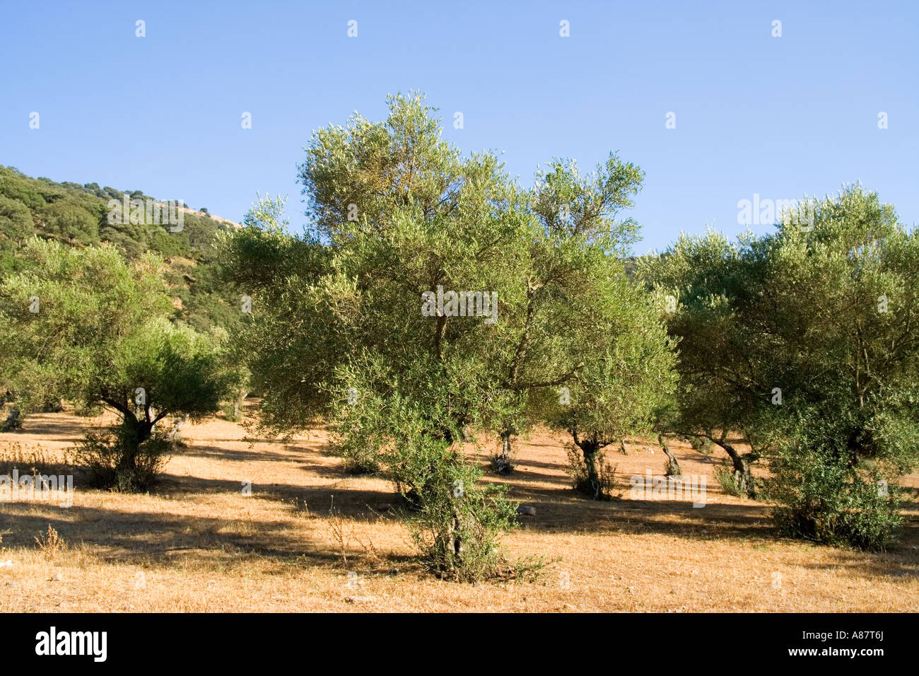 Olive trees Andalucia Spain Olea europaea Stock Photo - Alamy