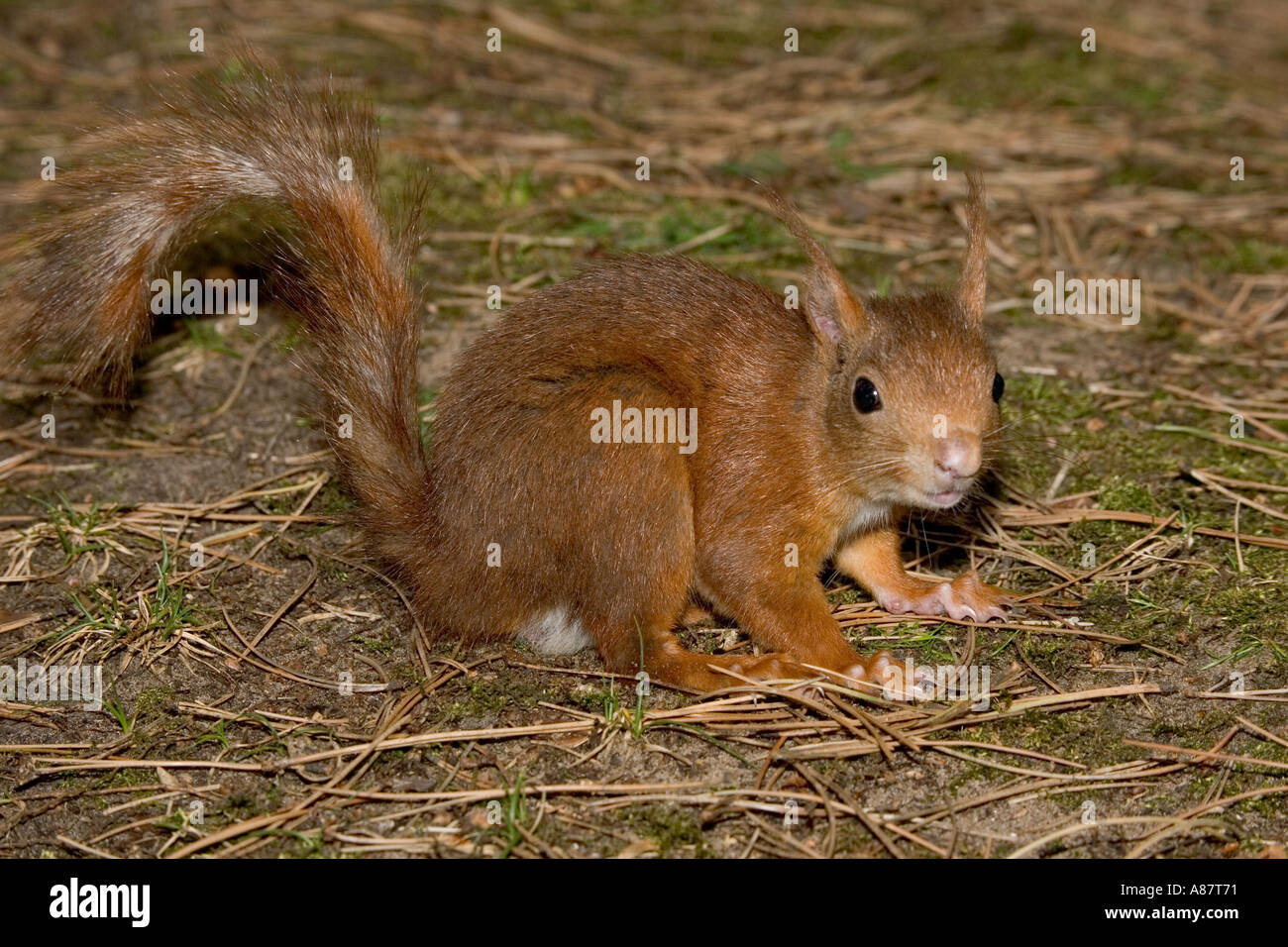 Formby nature reserve hi-res stock photography and images - Alamy