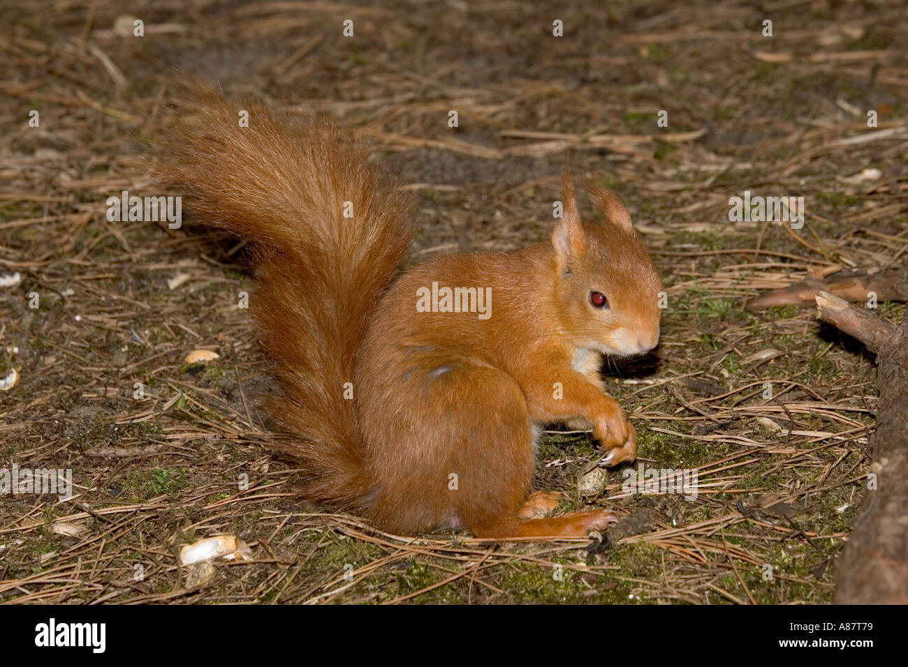 European red squirrel Sciurus vulgaris Formby Nature Reserve UK Stock ...