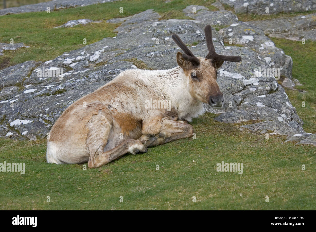 Reindeer male with antlers Rangifer tarandus Highland Wildlife Park ...