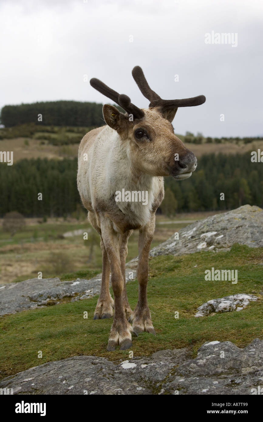 Reindeer male with antlers Rangifer tarandus Highland Wildlife Park ...