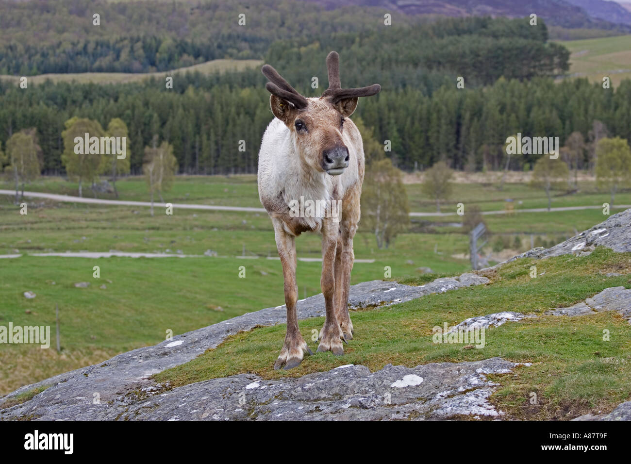 Reindeer male with antlers Rangifer tarandus Highland Wildlife Park ...