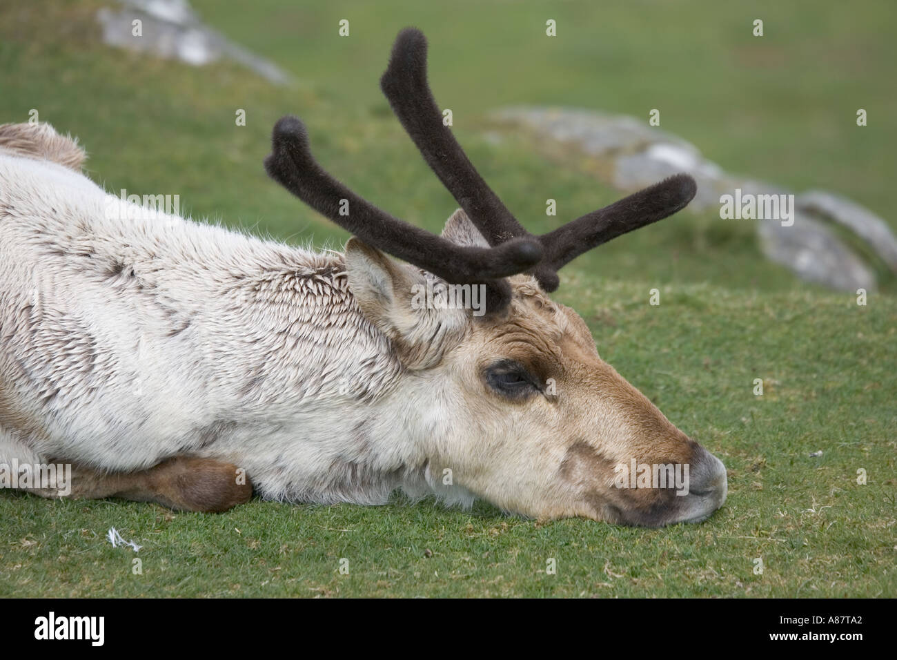 Head of Reindeer male with antlers Rangifer tarandus Highland Wildlife ...