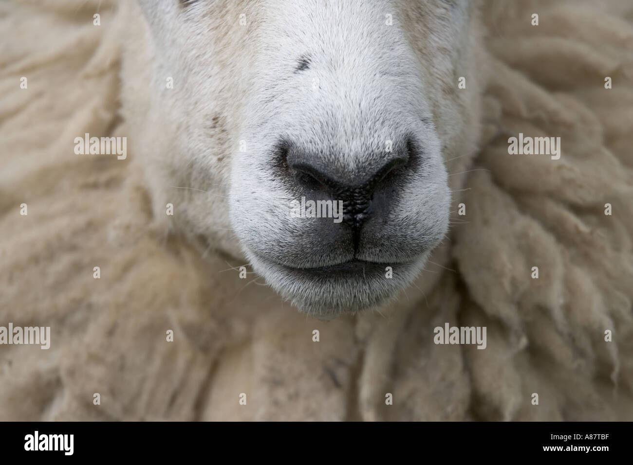 Nose of sheep Yorkshire Dales UK Stock Photo - Alamy