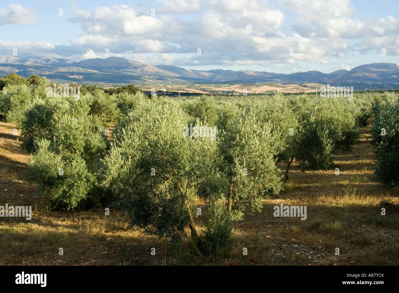 Olive groves Andalucia Spain Olea europaea Stock Photo - Alamy